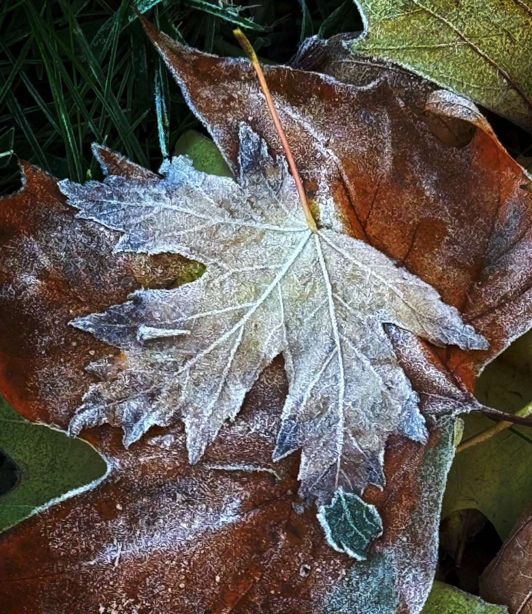 UGE 47: Syltet og stærk – Den Røde